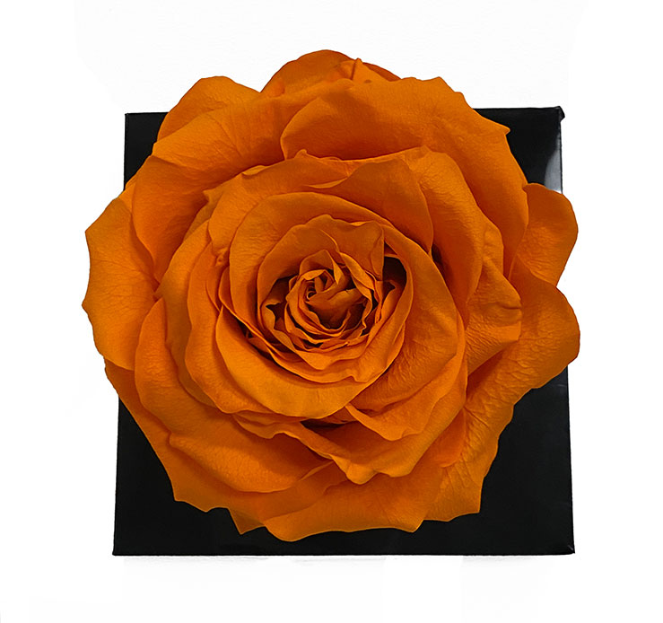 XL Orange Ecuadorian Eternity Flower Preserved Rose 9cm to 10cm | D & E ...