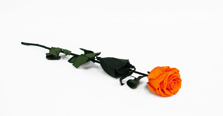 Orange Long Stem Ecuadorian Eternity Flowers Preserved Rose | D & E ...