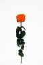 Orange Long Stem Ecuadorian Eternity Flowers Preserved Rose | D & E ...