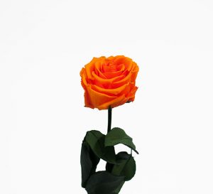 Orange Long Stem Ecuadorian Eternity Flowers Preserved Rose | D & E ...
