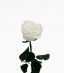 White Long Stem Ecuadorian Eternity Flowers Preserved Rose | D & E ...
