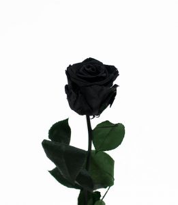 Black Long Stem Ecuadorian Eternity Flowers Preserved Rose | D & E ...