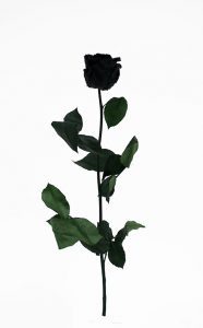 Black Long Stem Ecuadorian Eternity Flowers Preserved Rose | D & E ...